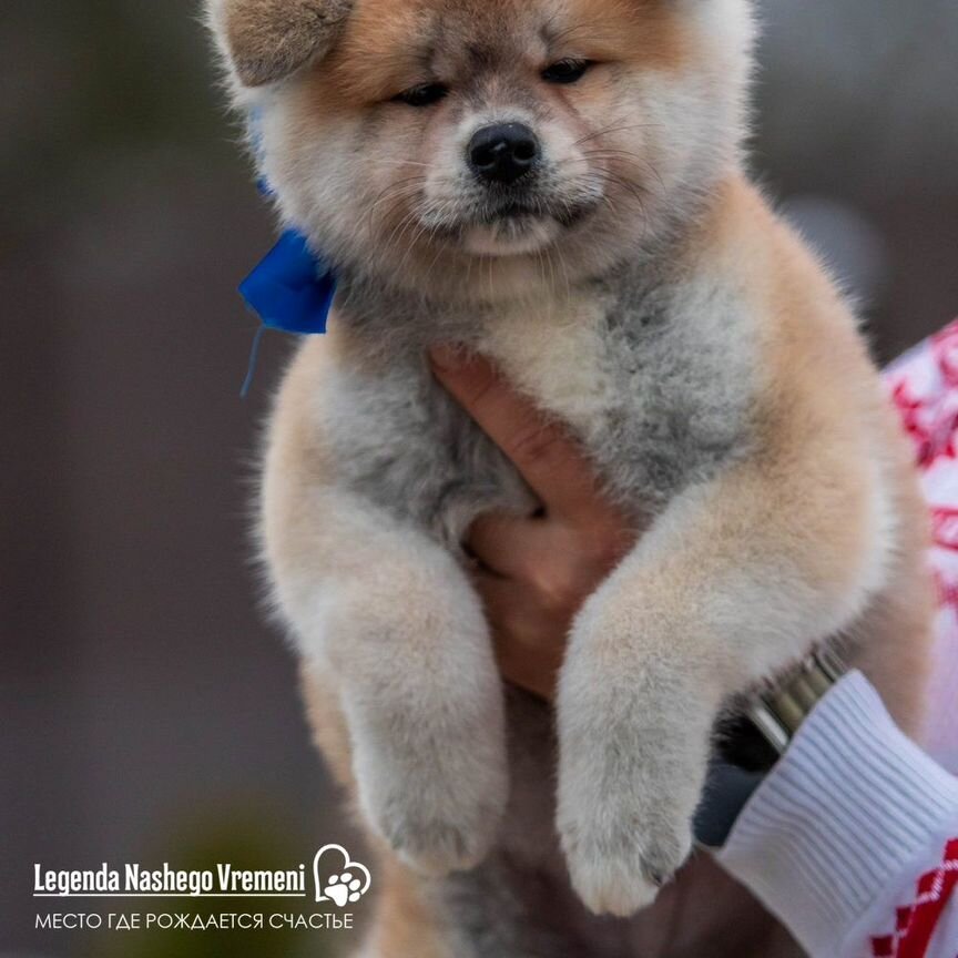 Красивый мальчик акита от крупных родителей