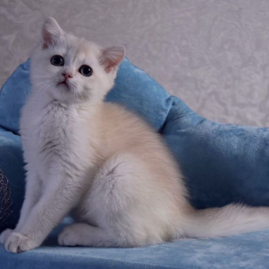 Котик лиловое золото
