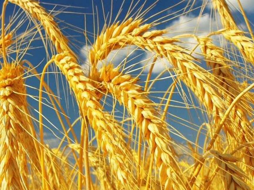 Пшеница
