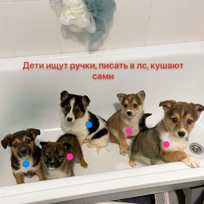 Щенки ищут дом в добрые руки бесплатно