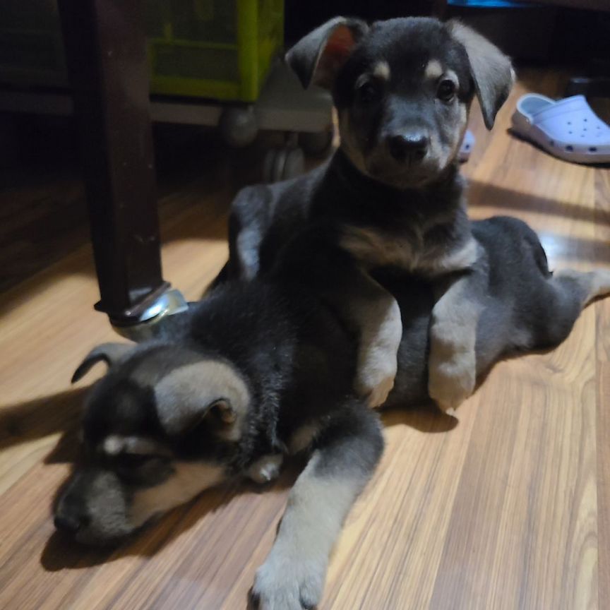 Щенок в добрые руки