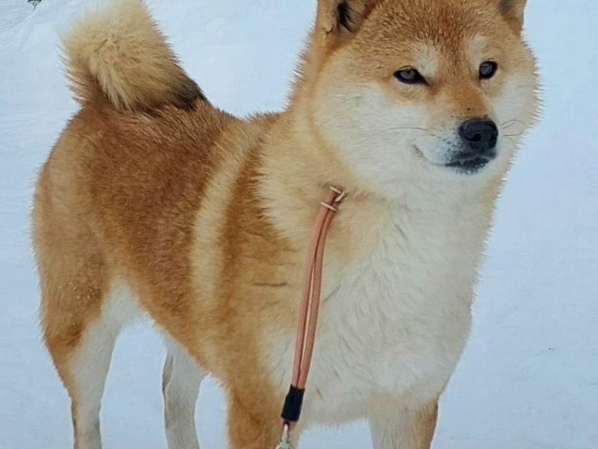 Сиба ину