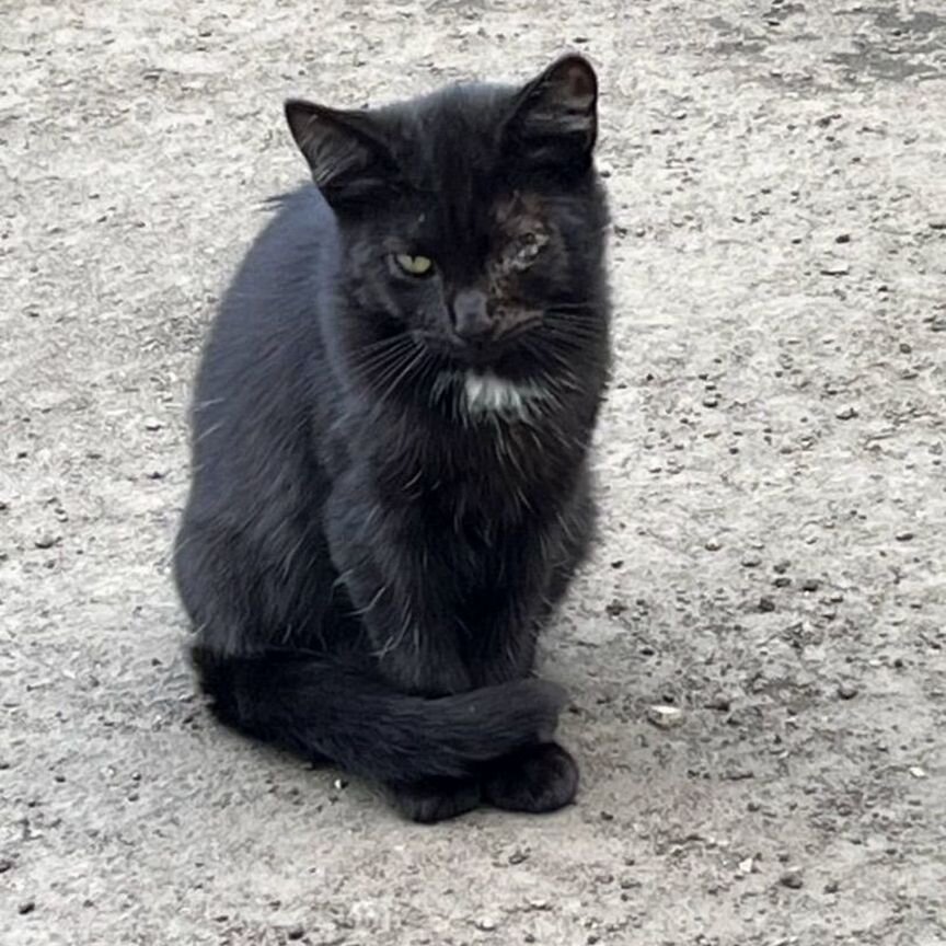 Котенку плохо ищет дом