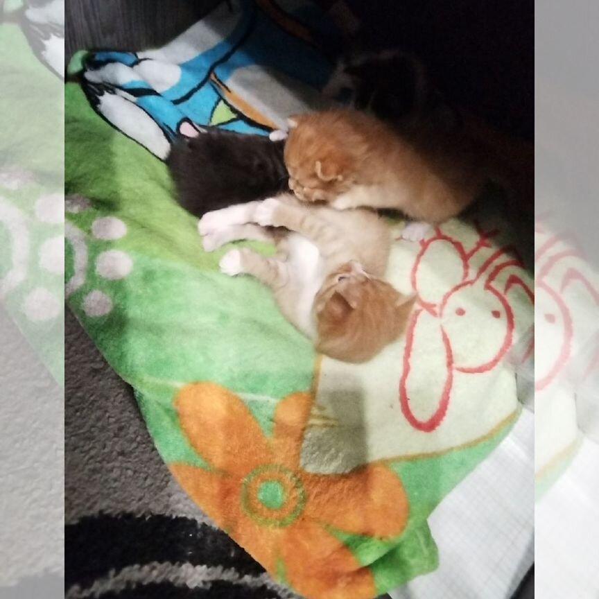 Котёнок в добрые руки