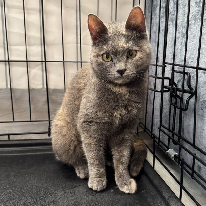Котенок в дар бесплатно