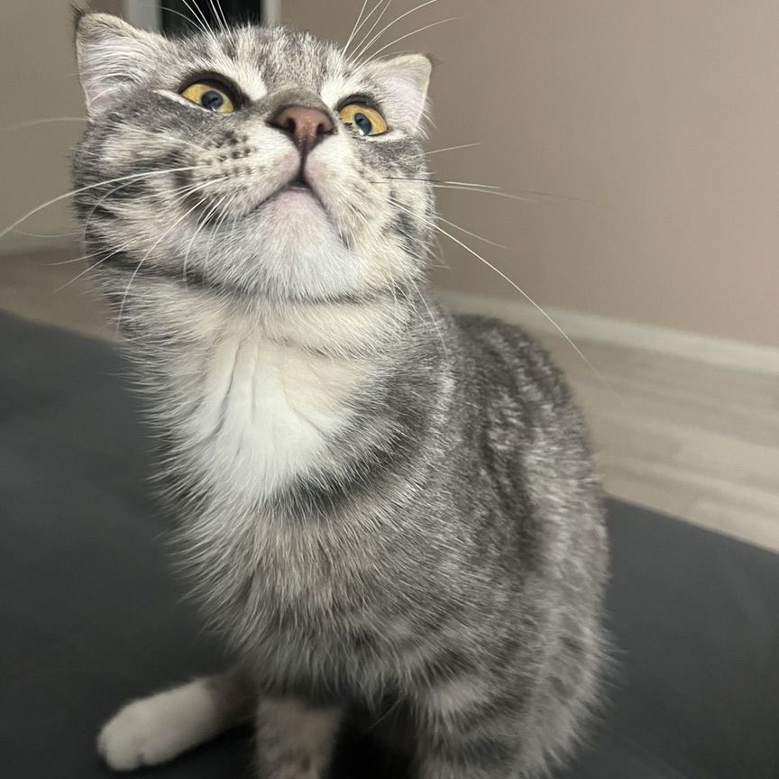 Котёнок в добрые руки