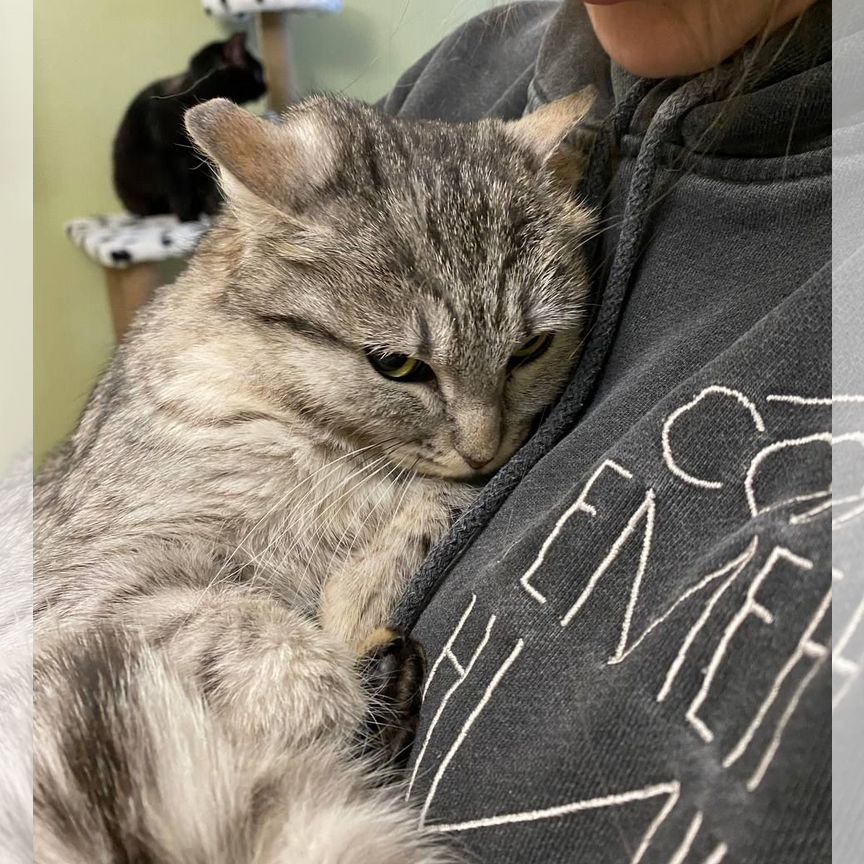 Взрослая кошка в добрые руки