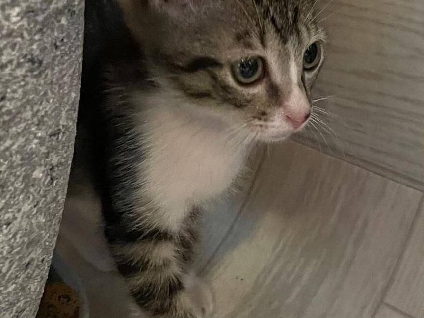 Котята