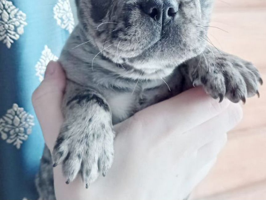 Девочка голубой мерле