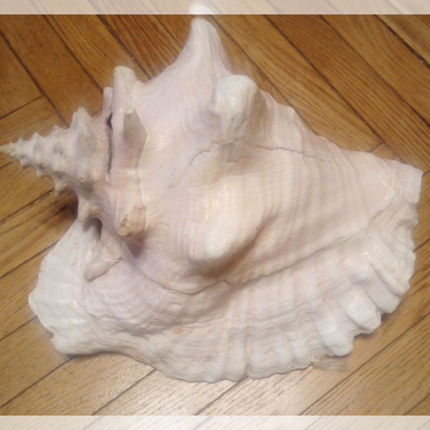 Ракушка океаническая,старинная, Куба