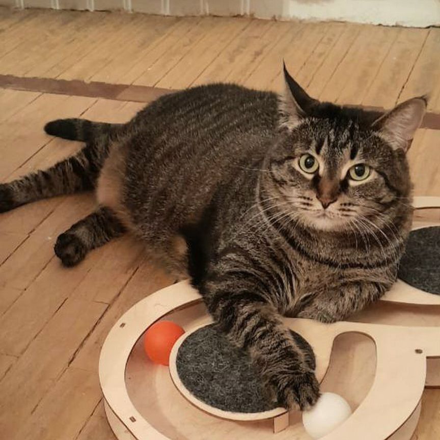 Кошечка ищет свой дом