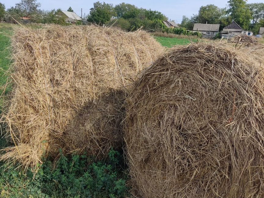 Сено луговое
