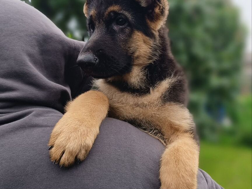 Щенки немецкой овчарки (2,5 мес)