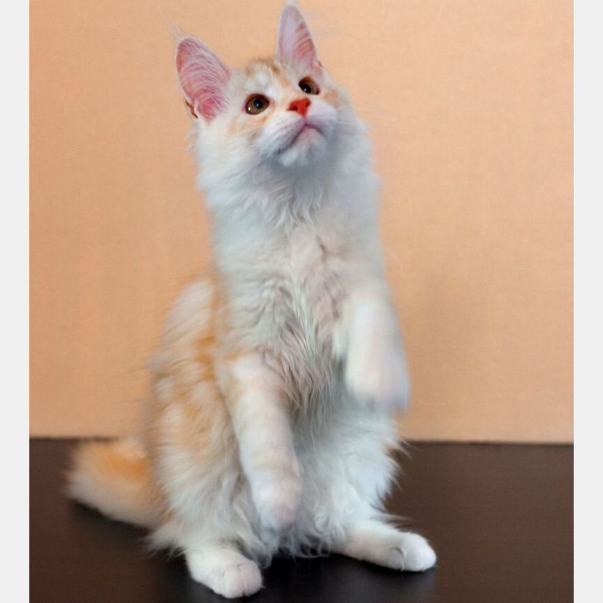 Продажа котят породы мейн-кун