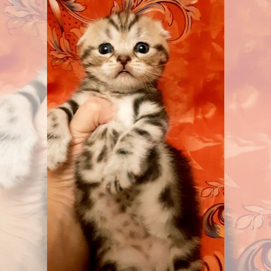 Шотландский вислоухий короткошёрстный котёнок
