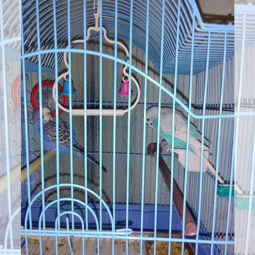 Волнистый попугай