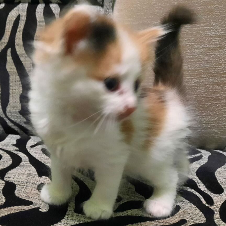 Котята от кошки крысоловки