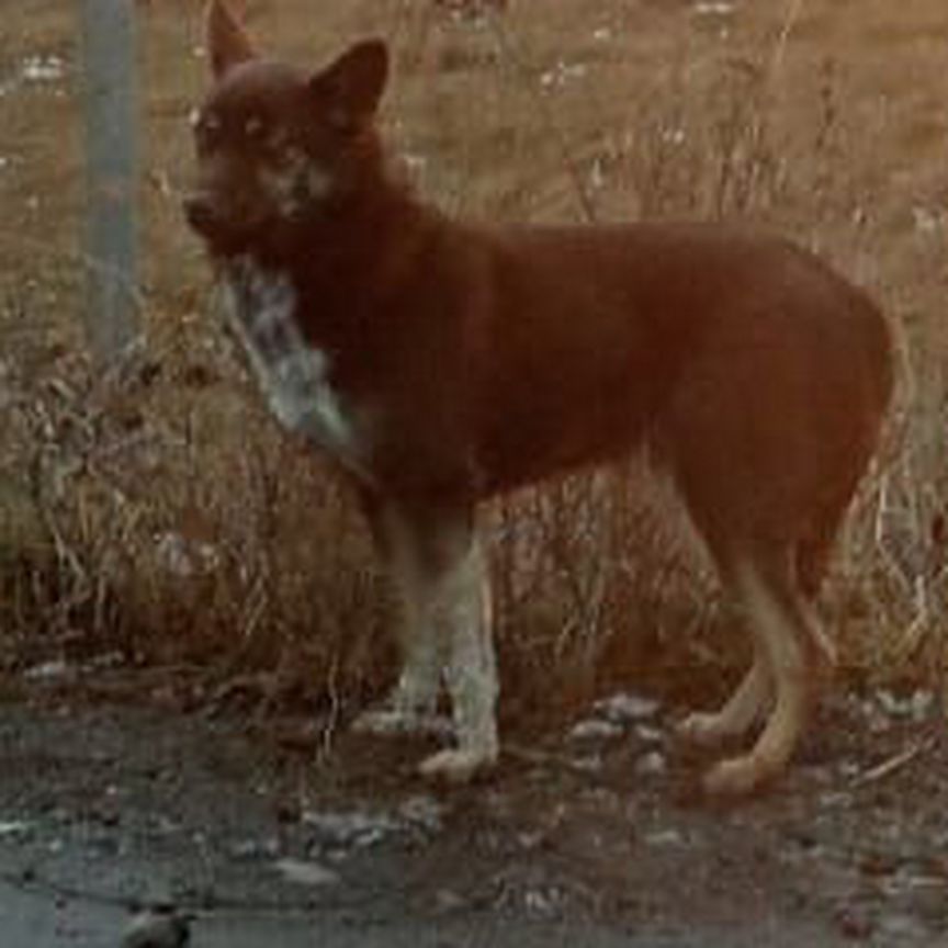 Взрослая собака в добрые руки