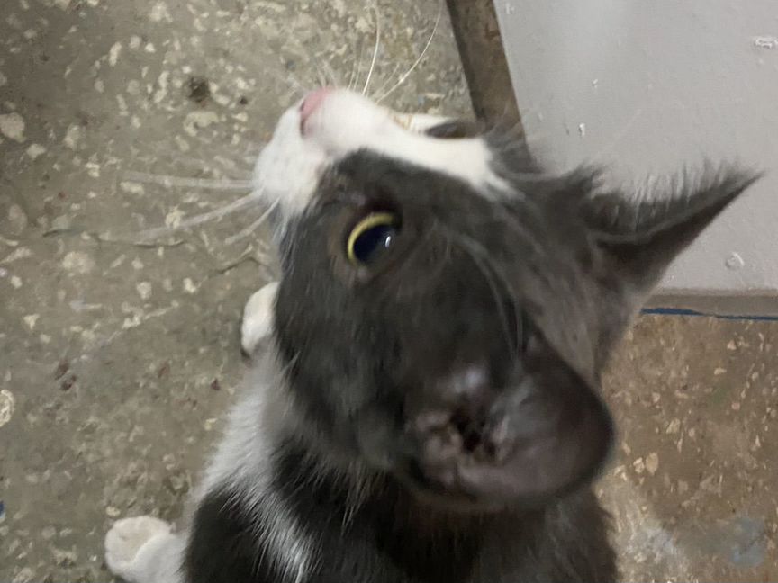 Кошка выставили в подьезд. Ищем добрые руки