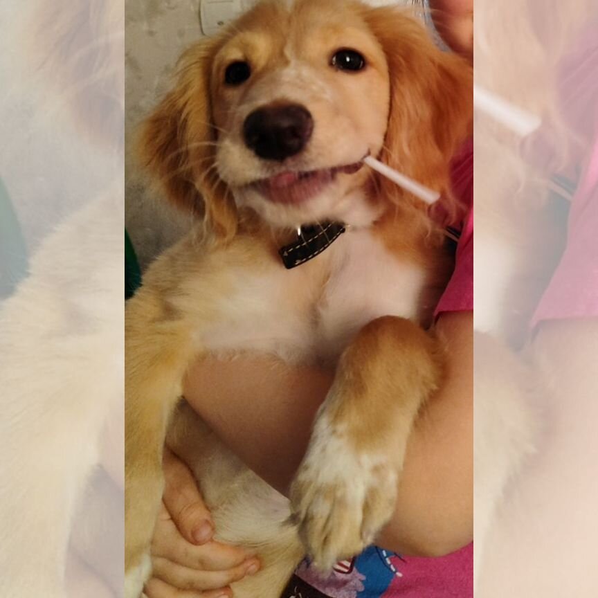 Ищем мальчика на вязку