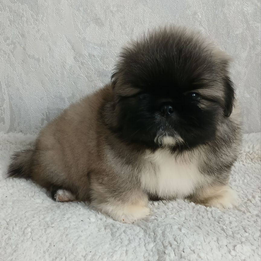 Пекинес, щенок