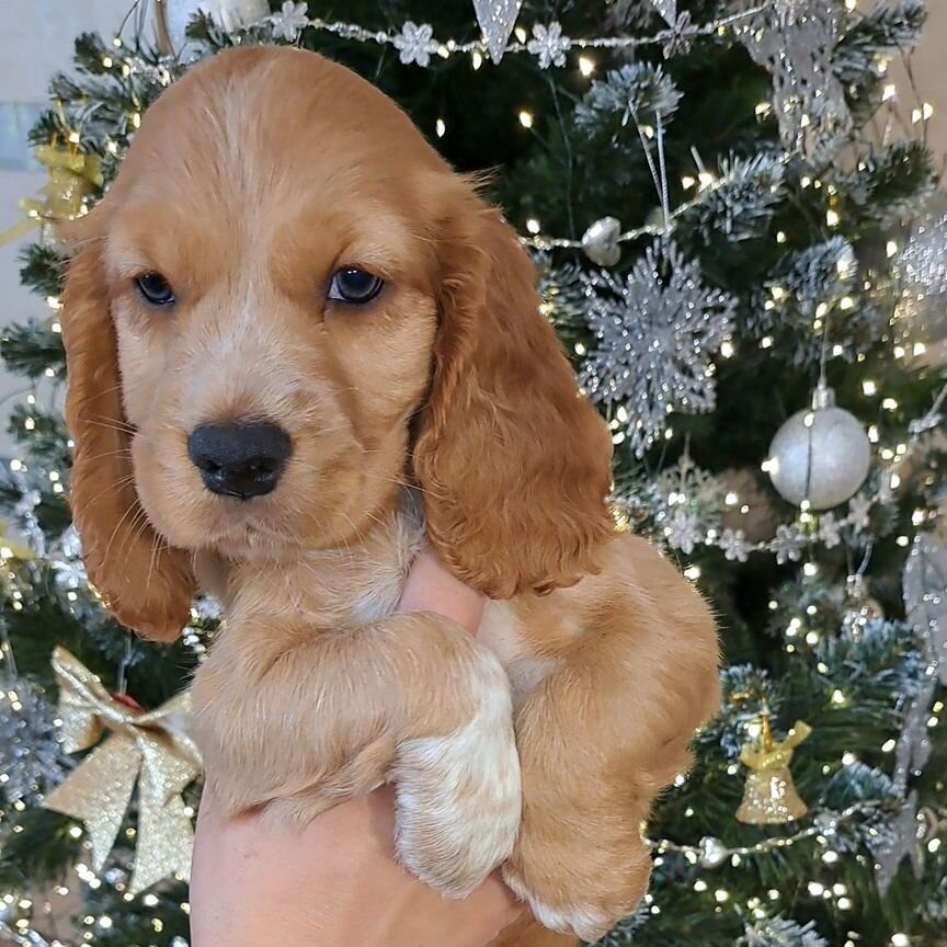 Английский кокер спаниель