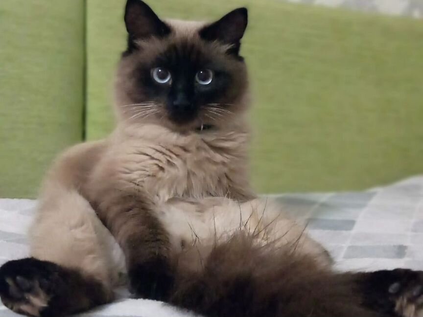 Отдам кота в добрые руки