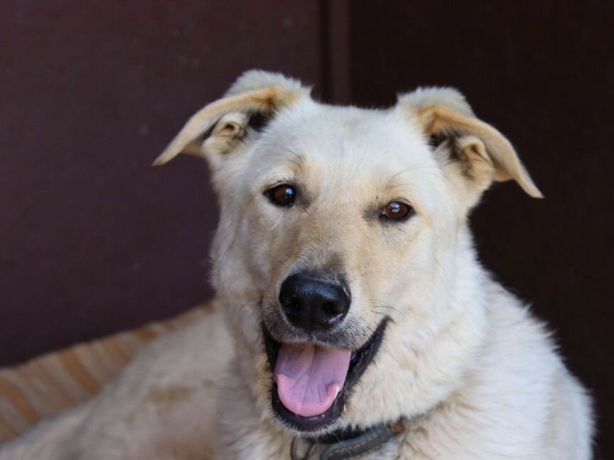 Умница Фиби в добрые руки