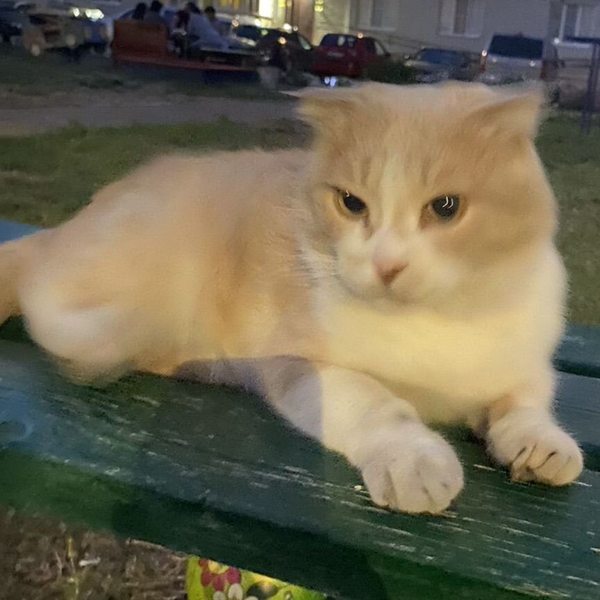Котики бесплатно