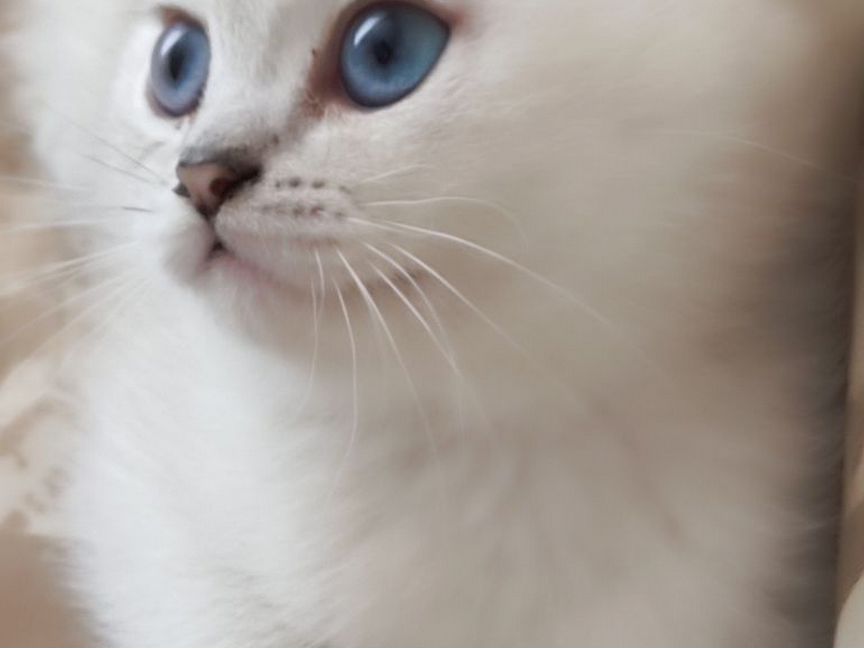 Синеглазки,очаровашки