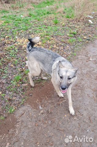 Отдаем в добрые руки