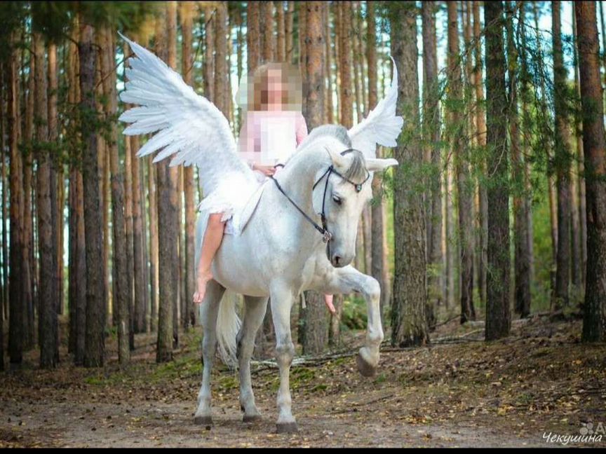 Крылья для лошади и набор