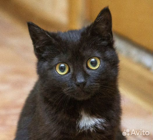 Милая котенок девочка Сеня 3,5 месяца в дар