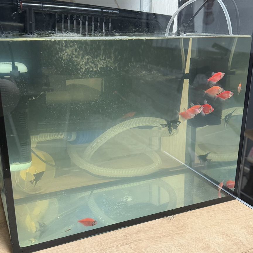 Аквариум с рыбами