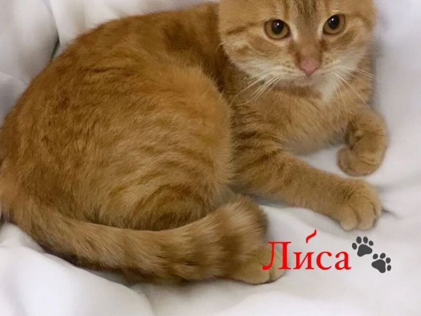 Котёнок Лиса