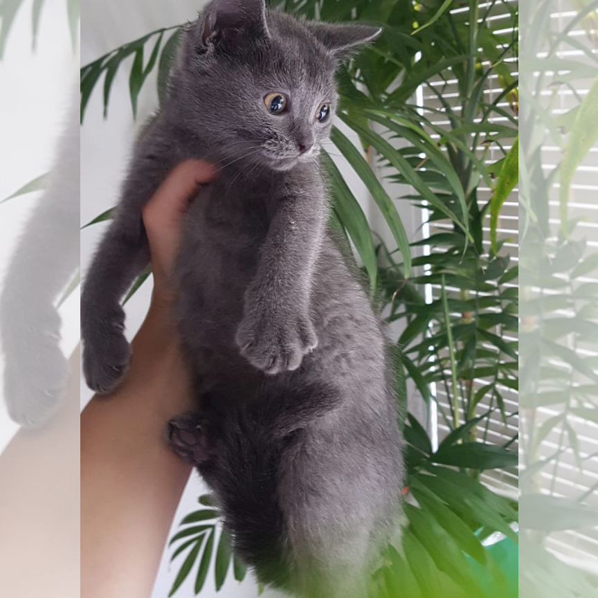 Британская малышка