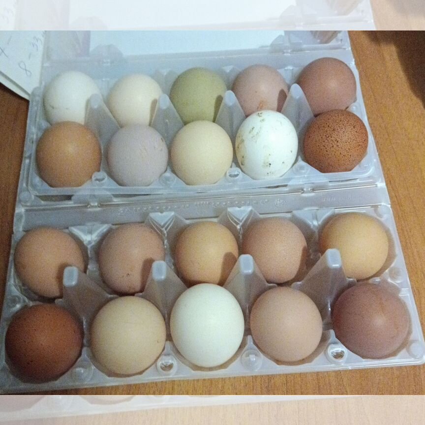 Домашние куриные яйца