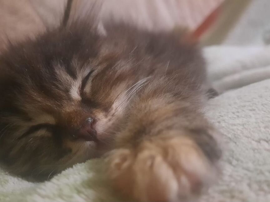 Котята курильский бобтейл