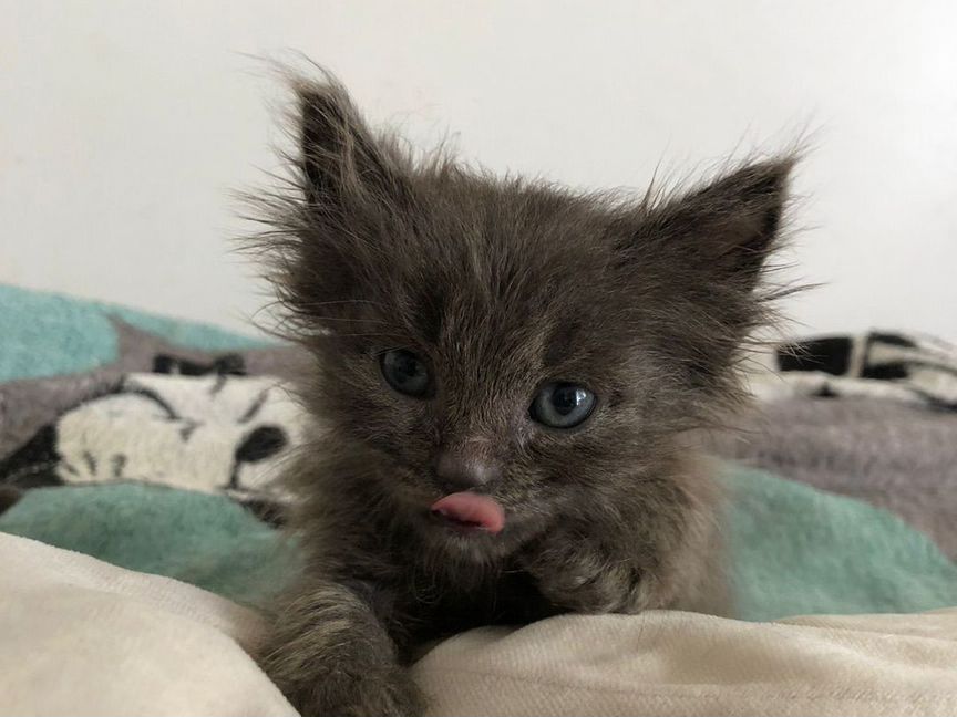 Котенок в добрые руки