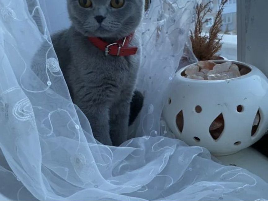 Отдам Шотладнская плюшевая серо-голубая девочка