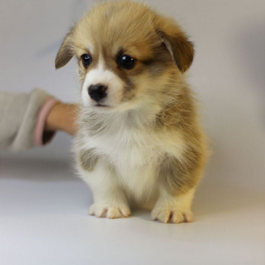 Мальчишка Вельш корги пемброк