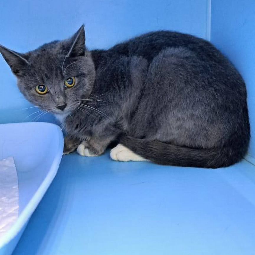 Котёнок Комбез.Последняя ночь в тепле