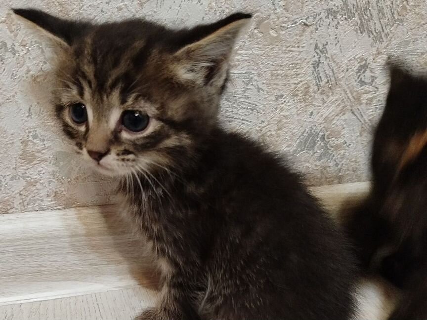 Котята- мышеловы