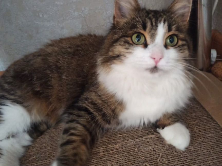 Сиерилизованная Анфиса ищет дом