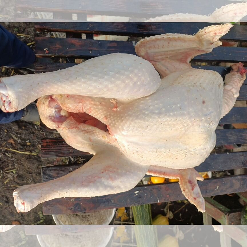 Мясо индейки тушка