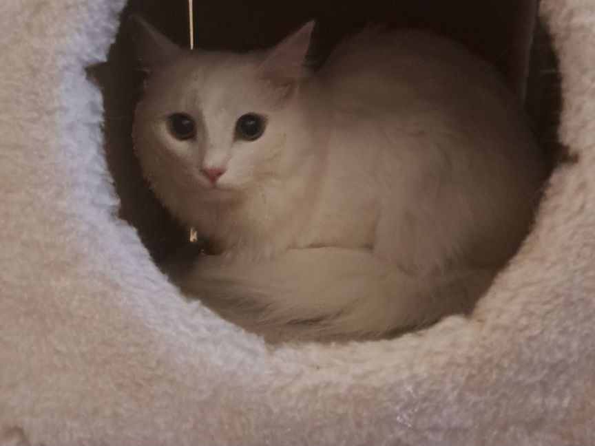 Отдам бесплатно кошку стерилизованную