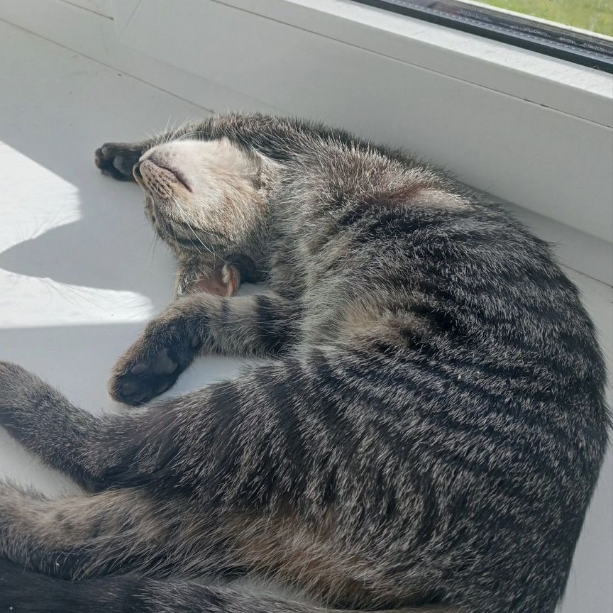 Котята милые ребята