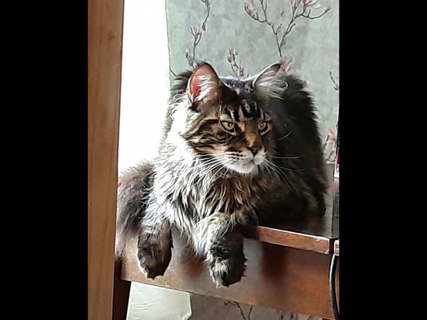 Мейн-кун кот