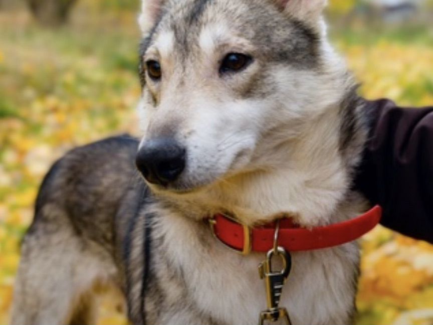 Лайка с тяжелой судьбой в добрые руки