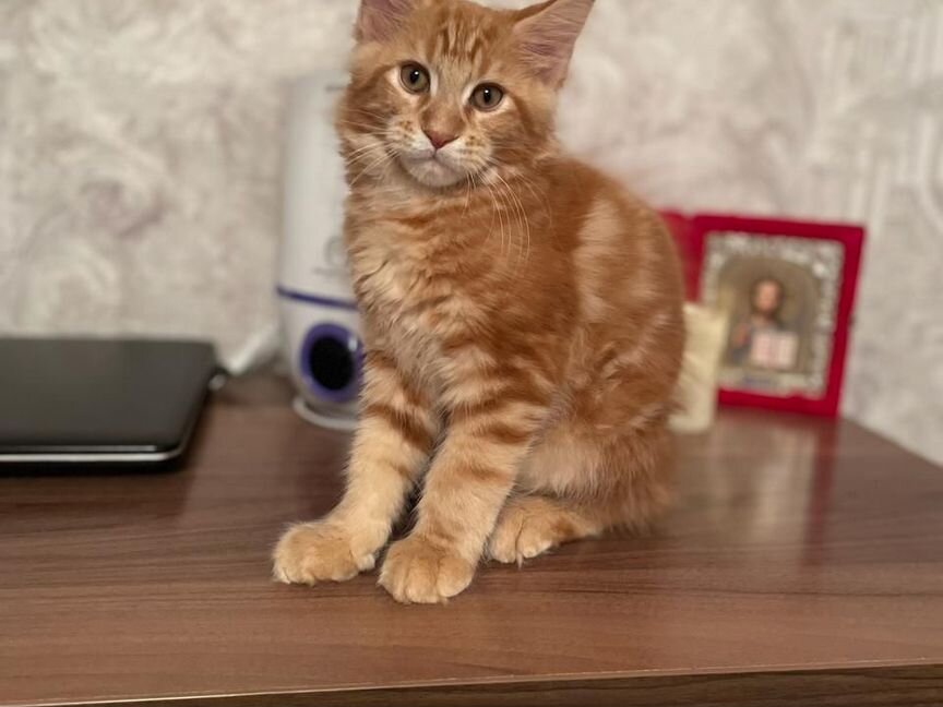 Котята мейн-кун